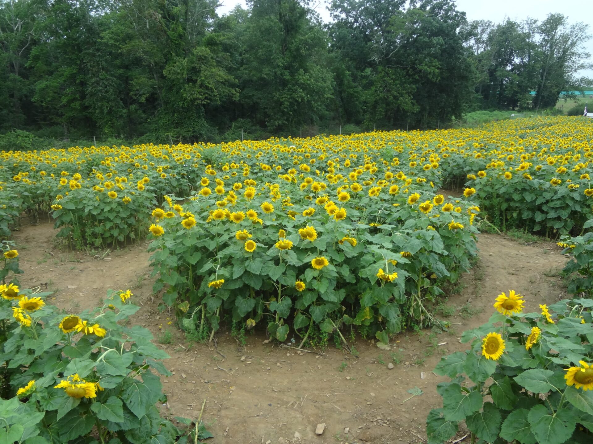 Alstede Farm: Chester, NJ - Been There Done That Trips