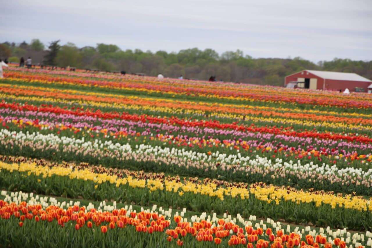 Holland Ridge Farms: Cream Ridge, NJ - Been There Done That Trips